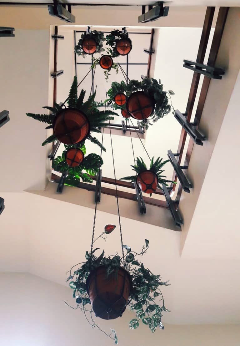 How to Hang Plants from the Ceiling Without Drilling (12 Creative Ways)