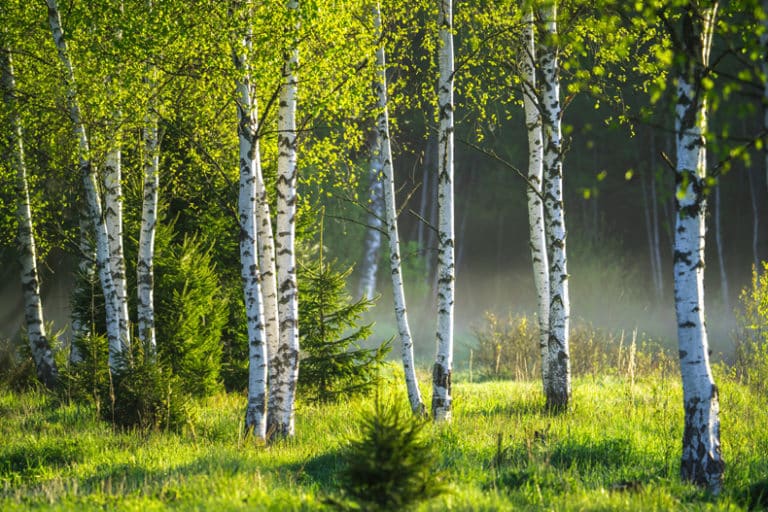 50+ Types of Trees With Pictures and Facts - Quiet Minimal - Interior ...
