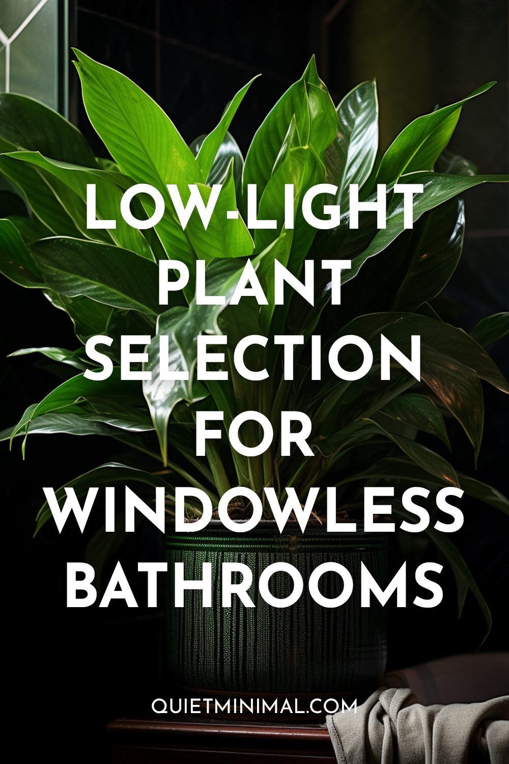 Plants for Low-Light Bathrooms: Selection and Care Tips - Quiet Minimal